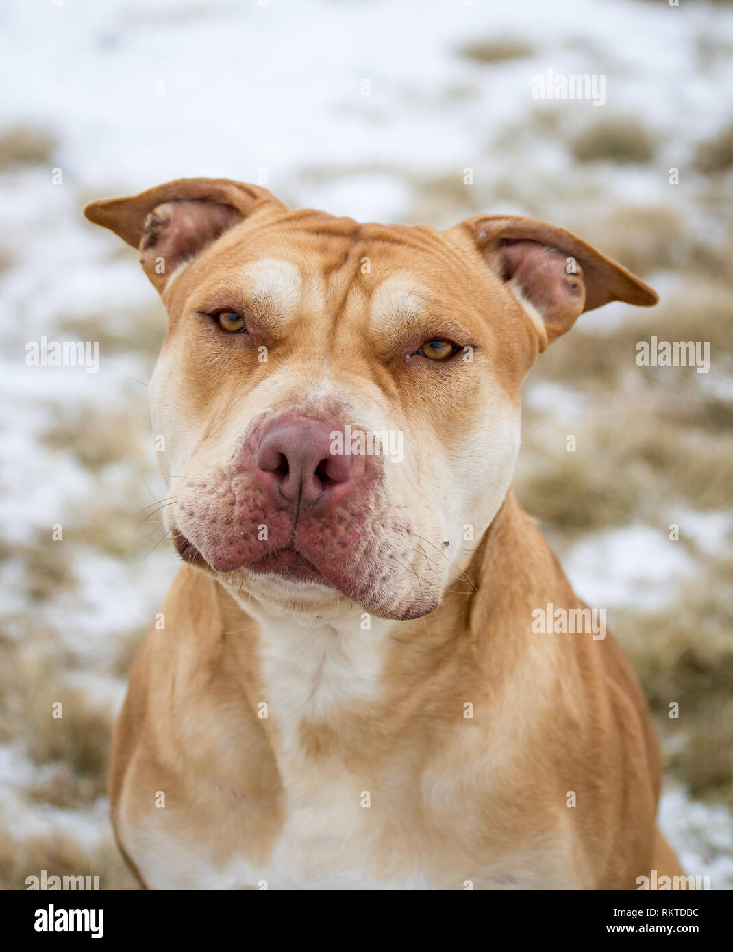Working Pit Bulldog / American Bully portrait Stock Photo - Alamy