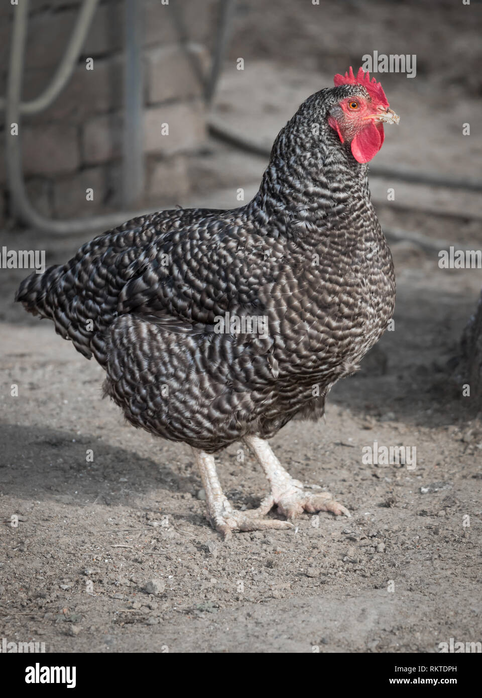 Layer Hen High Resolution Stock Photography and Images - Alamy