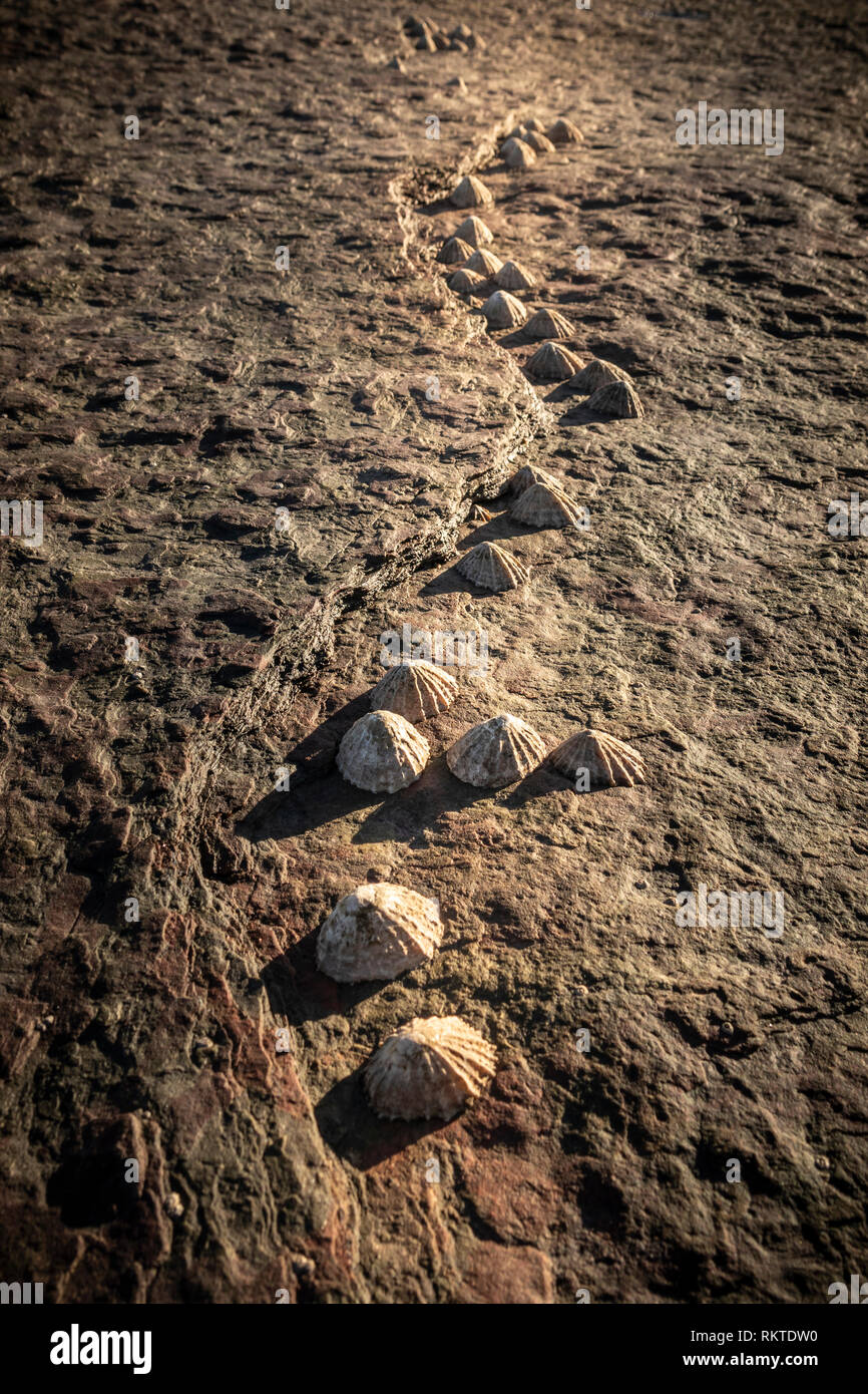 Sea Shells on rocks by the Coast Stock Photo - Alamy