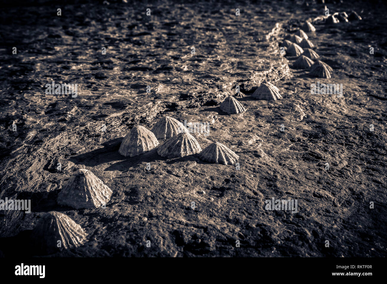 Sea Shells on rocks by the Coast Stock Photo - Alamy