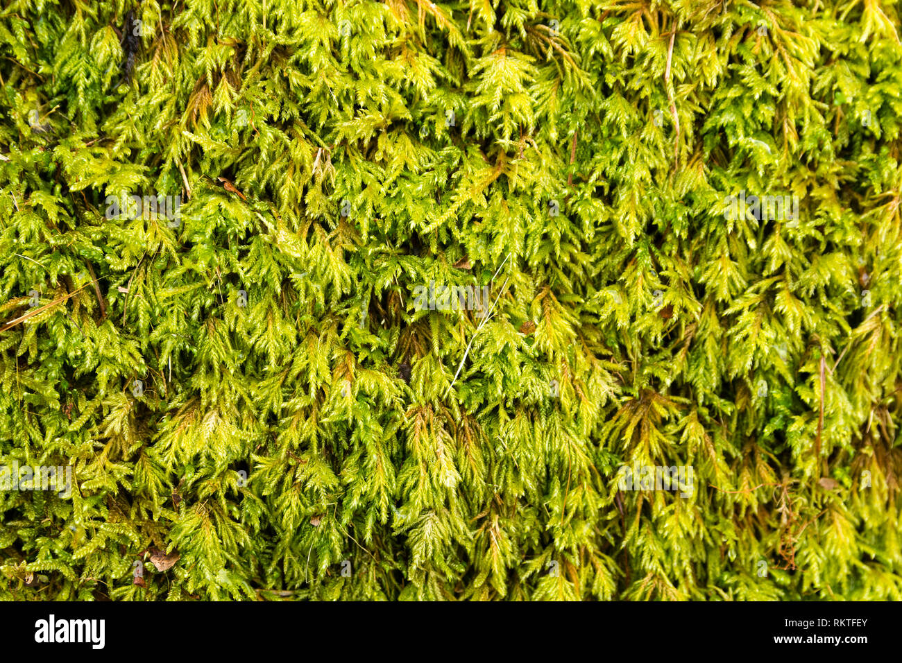 Texture of moss hi-res stock photography and images - Alamy