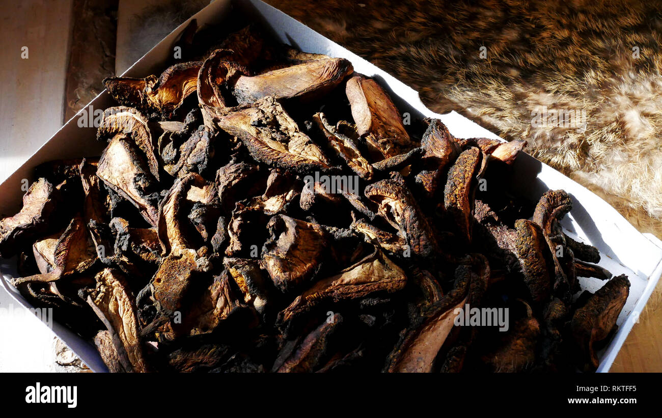 Hongo hongos hongos hi-res stock photography and images - Alamy