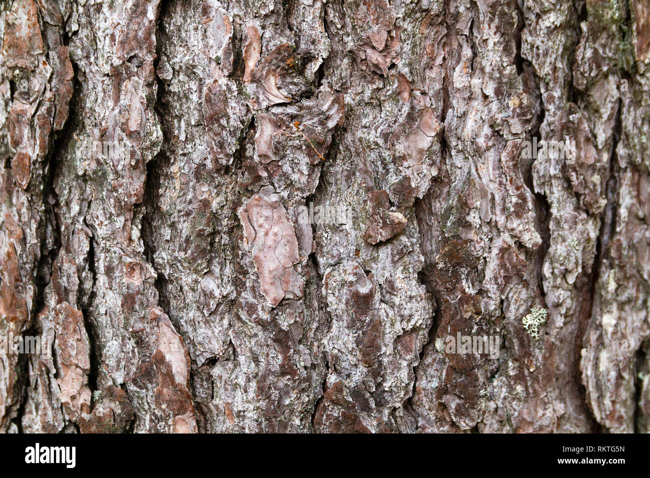 Texture of a tree bark in the forest II Stock Photo - Alamy