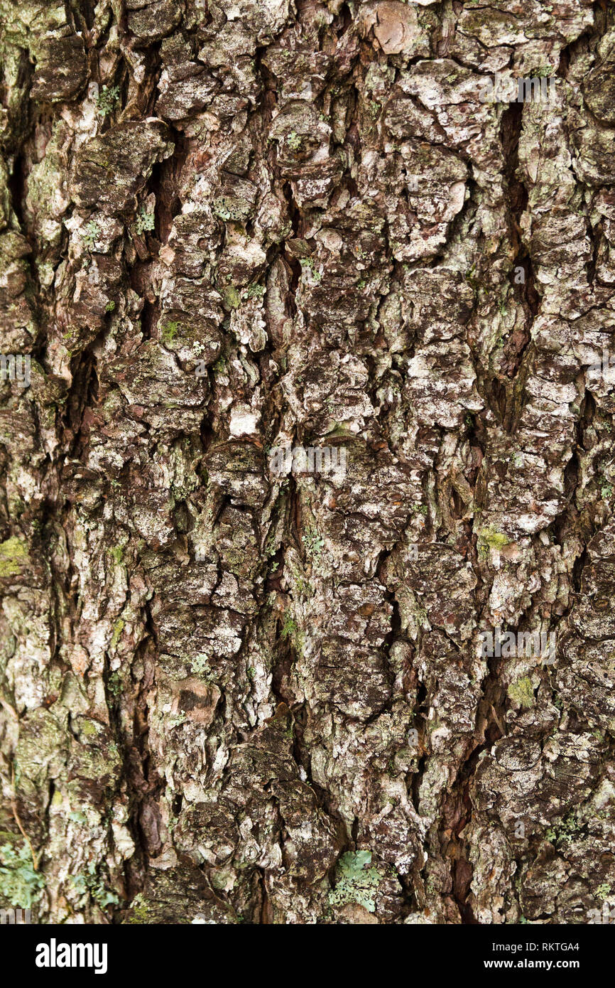 Texture of a tree bark in the forest III Stock Photo - Alamy