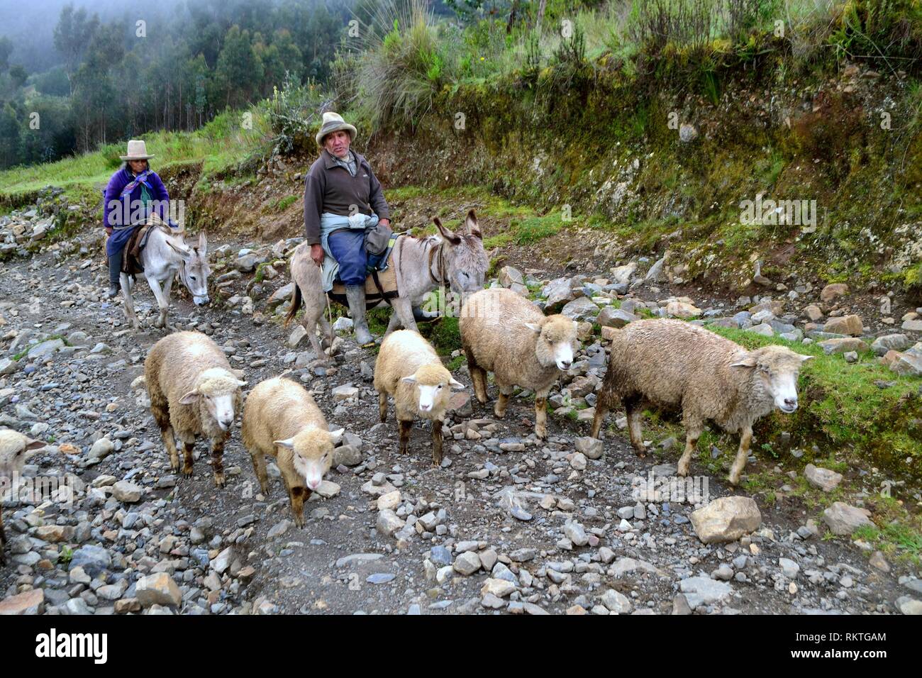 Shepherd in YANAMA - National park HUASCARAN. Department of Ancash.PERU ...