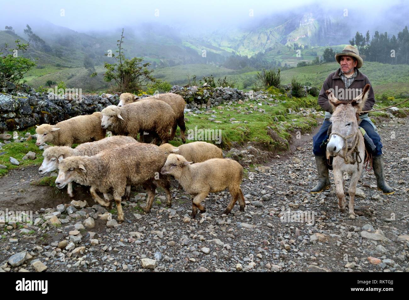 Shepherd in YANAMA - National park HUASCARAN. Department of Ancash.PERU ...