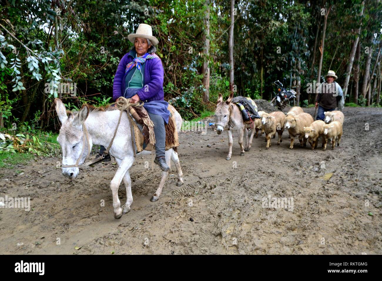 Shepherd in YANAMA - National park HUASCARAN. Department of Ancash.PERU ...
