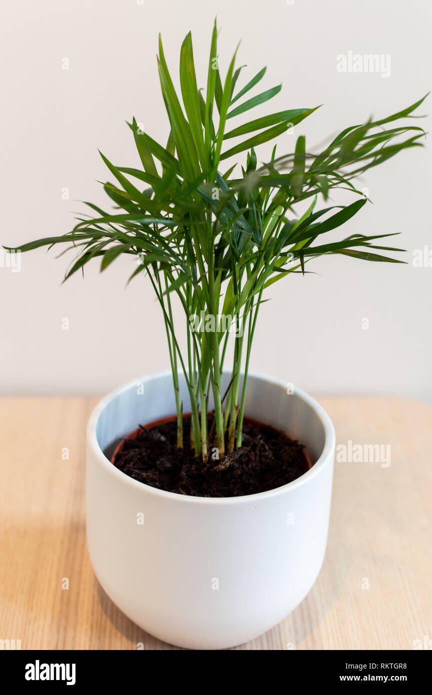 Kentia Palm High Resolution Stock Photography and Images - Alamy