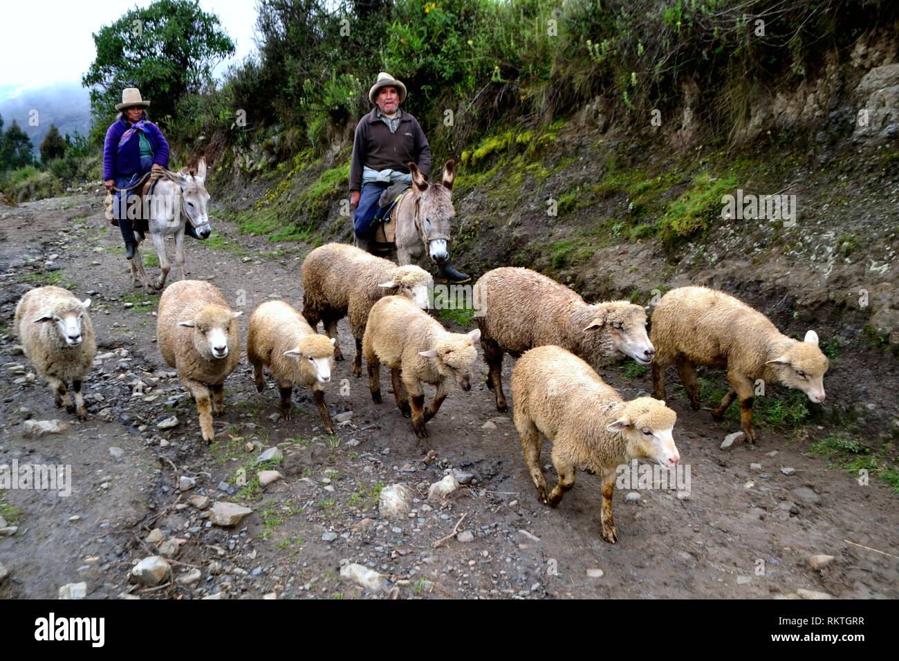 Shepherd in YANAMA - National park HUASCARAN. Department of Ancash.PERU ...