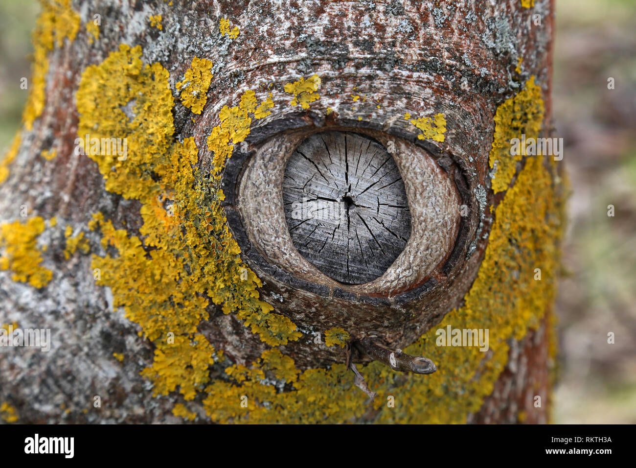 Eye of nature / Knot on the tree Stock Photo - Alamy