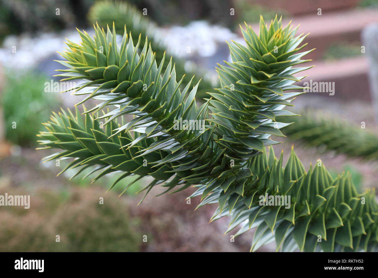 Araucaria araucana flower hi-res stock photography and images - Alamy