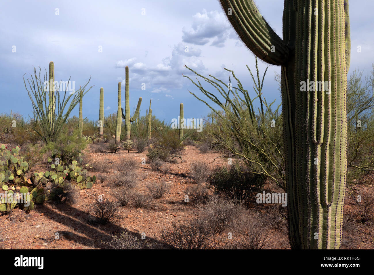 View of Saguaro National Park in Arizona, United States of America ...