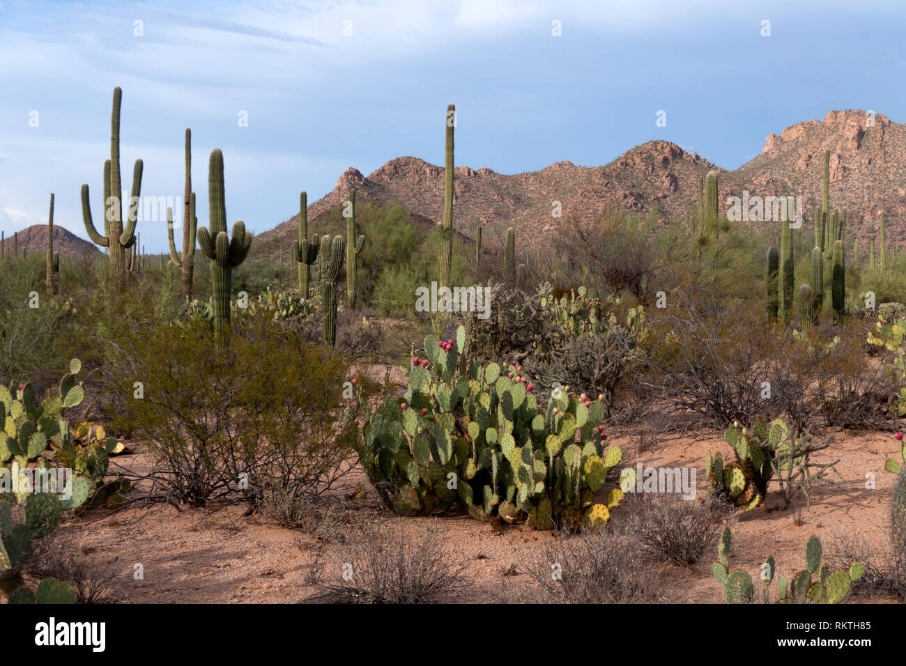 View of Saguaro National Park in Arizona, United States of America ...