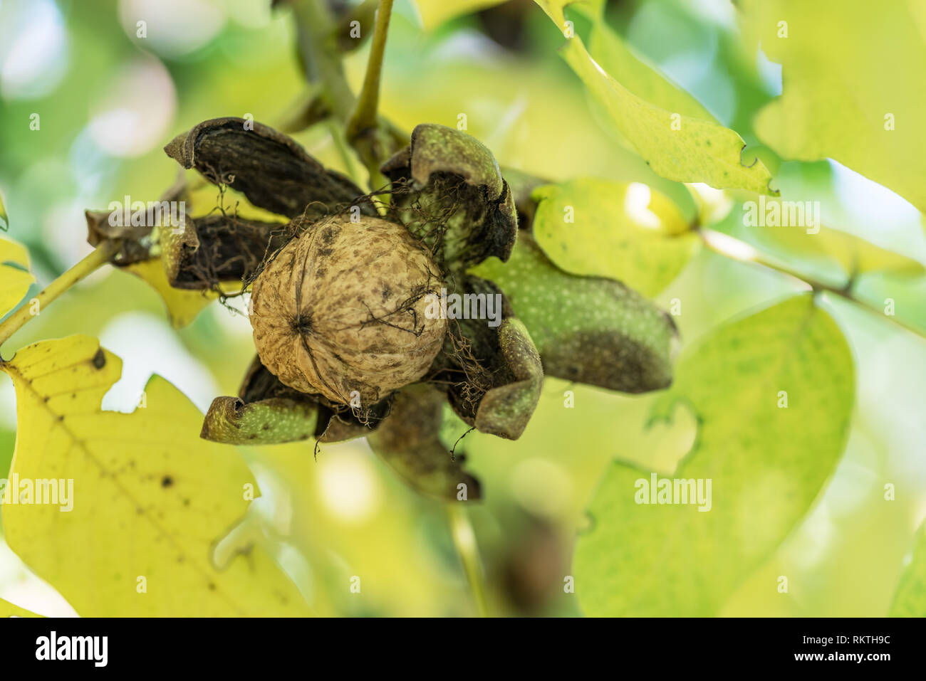 Walnut on the branch of the walnut tree falls out of the shell. Sunny ...