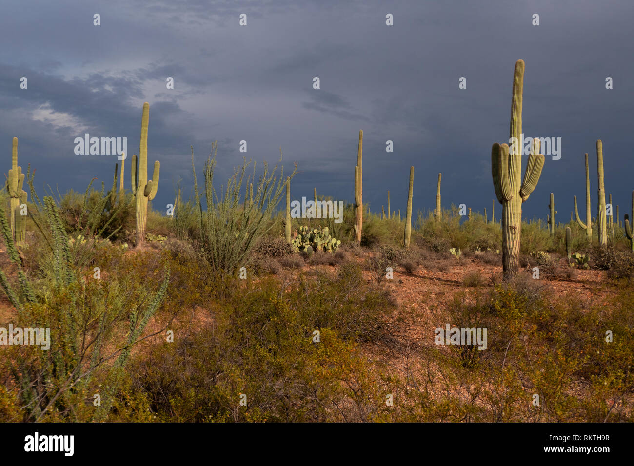 Sunset view of Saguaro National Park in Arizona, United States of ...