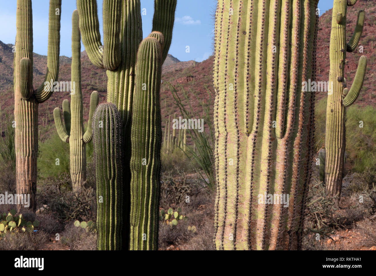 View of Saguaro National Park in Arizona, United States of America ...