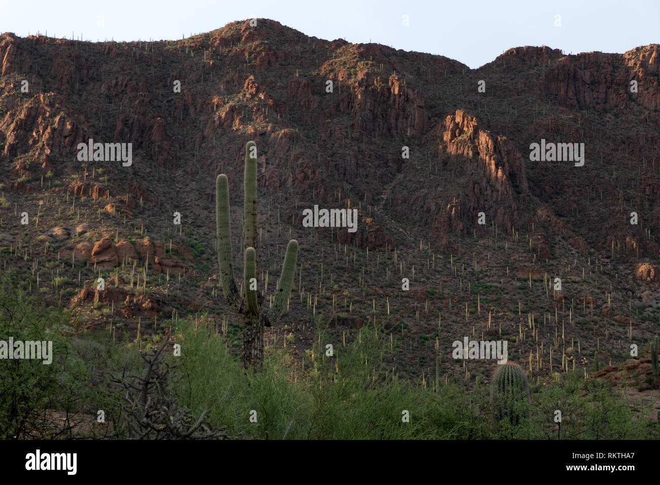 View of Saguaro National Park in Arizona, United States of America ...
