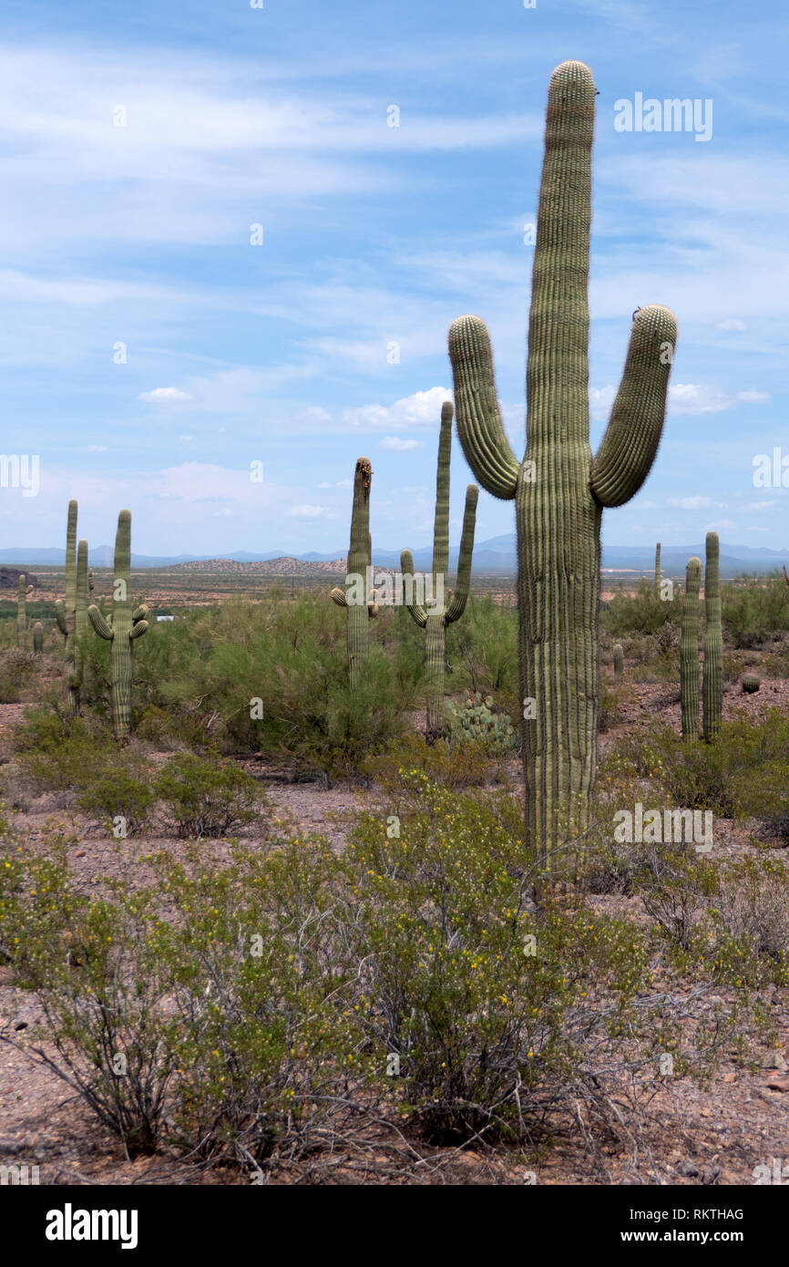 View of Saguaro National Park in Arizona, United States of America ...