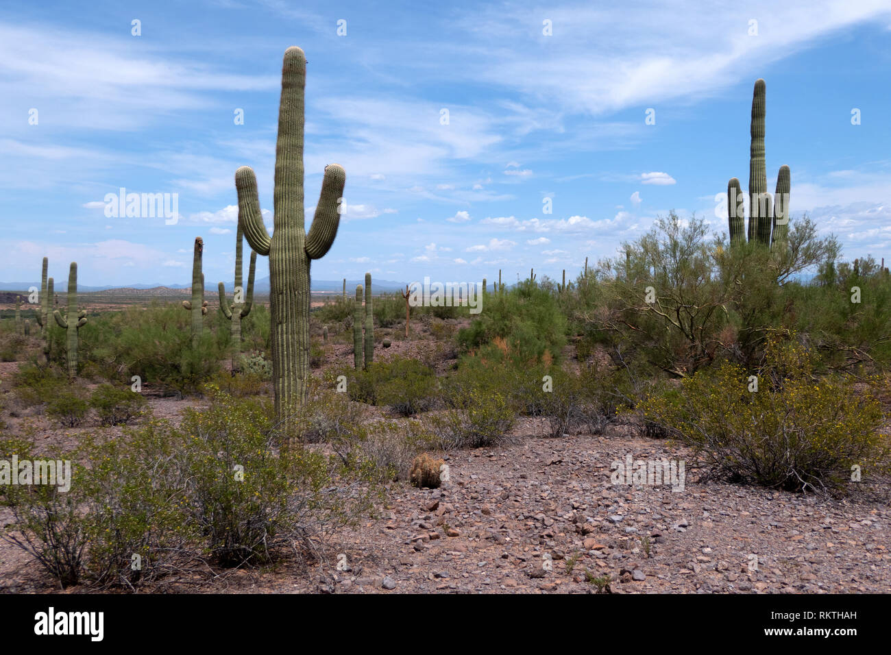 View of Saguaro National Park in Arizona, United States of America ...