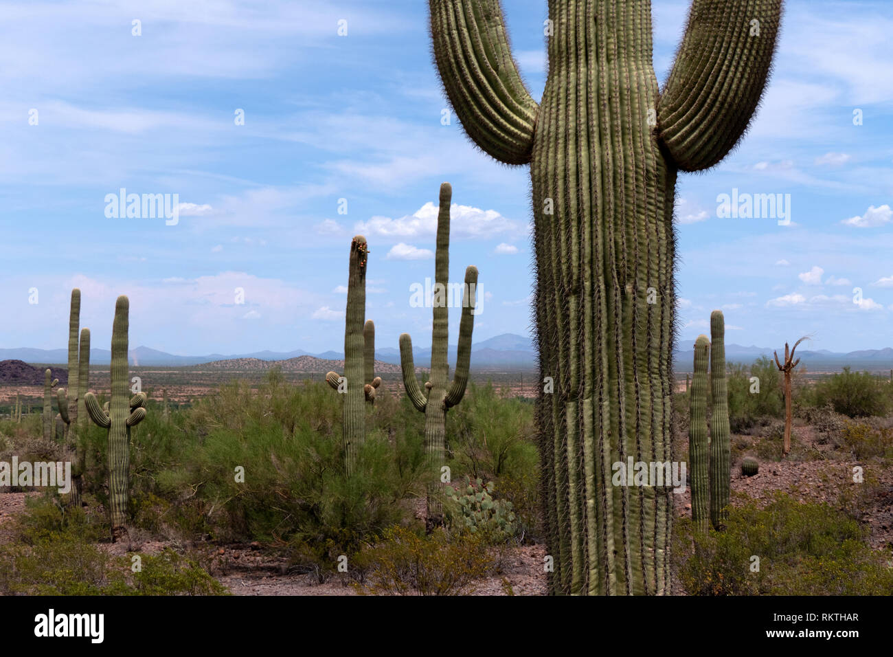 View of Saguaro National Park in Arizona, United States of America ...