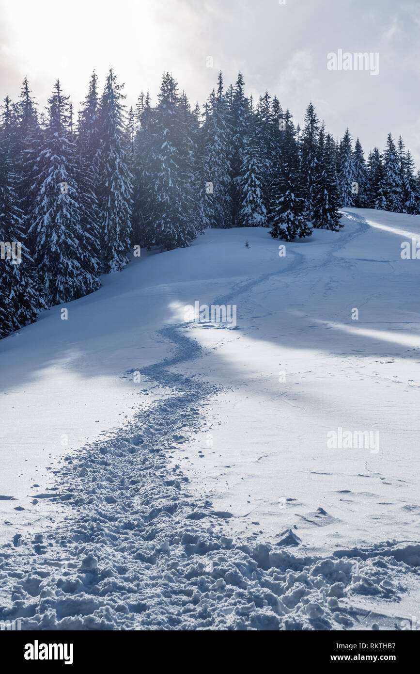 Beautiful winter landscape. Path in the snow going to the green firs at ...