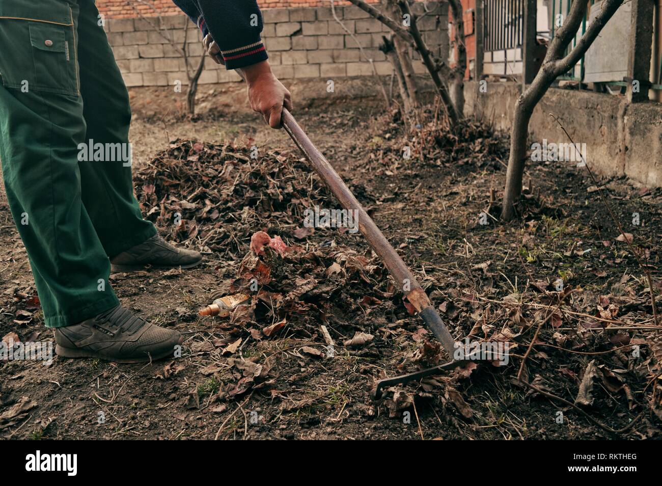 A person raking old fallen leaves with a rake in the backyard Stock ...