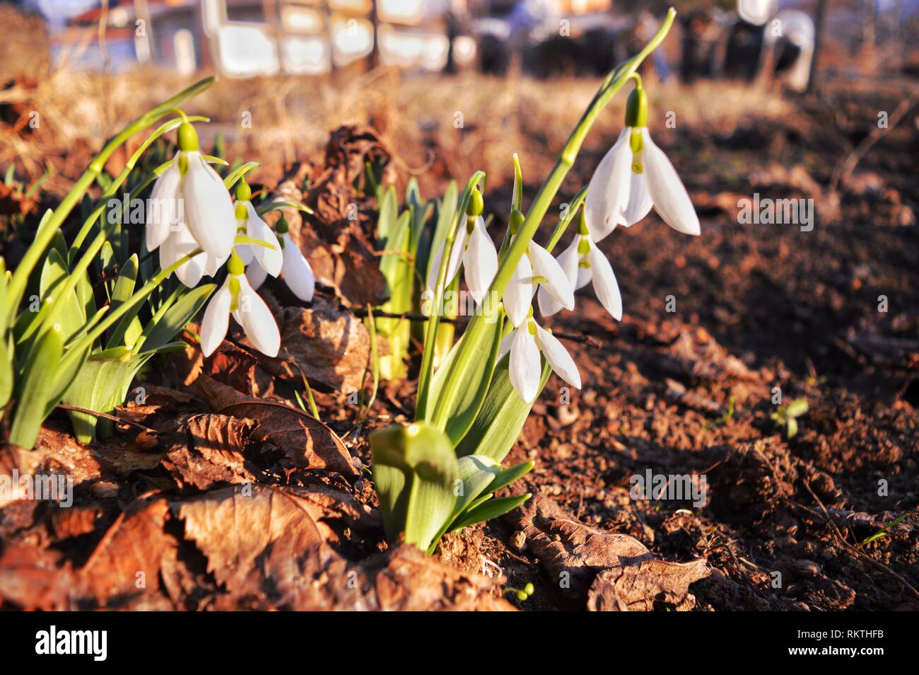 Spring seasonal plant hi-res stock photography and images - Alamy