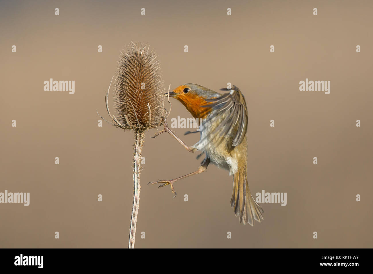 Bird wing anatomy hi-res stock photography and images - Alamy