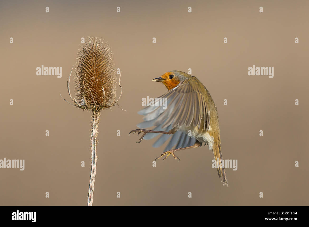 British robins in flight hi-res stock photography and images - Alamy