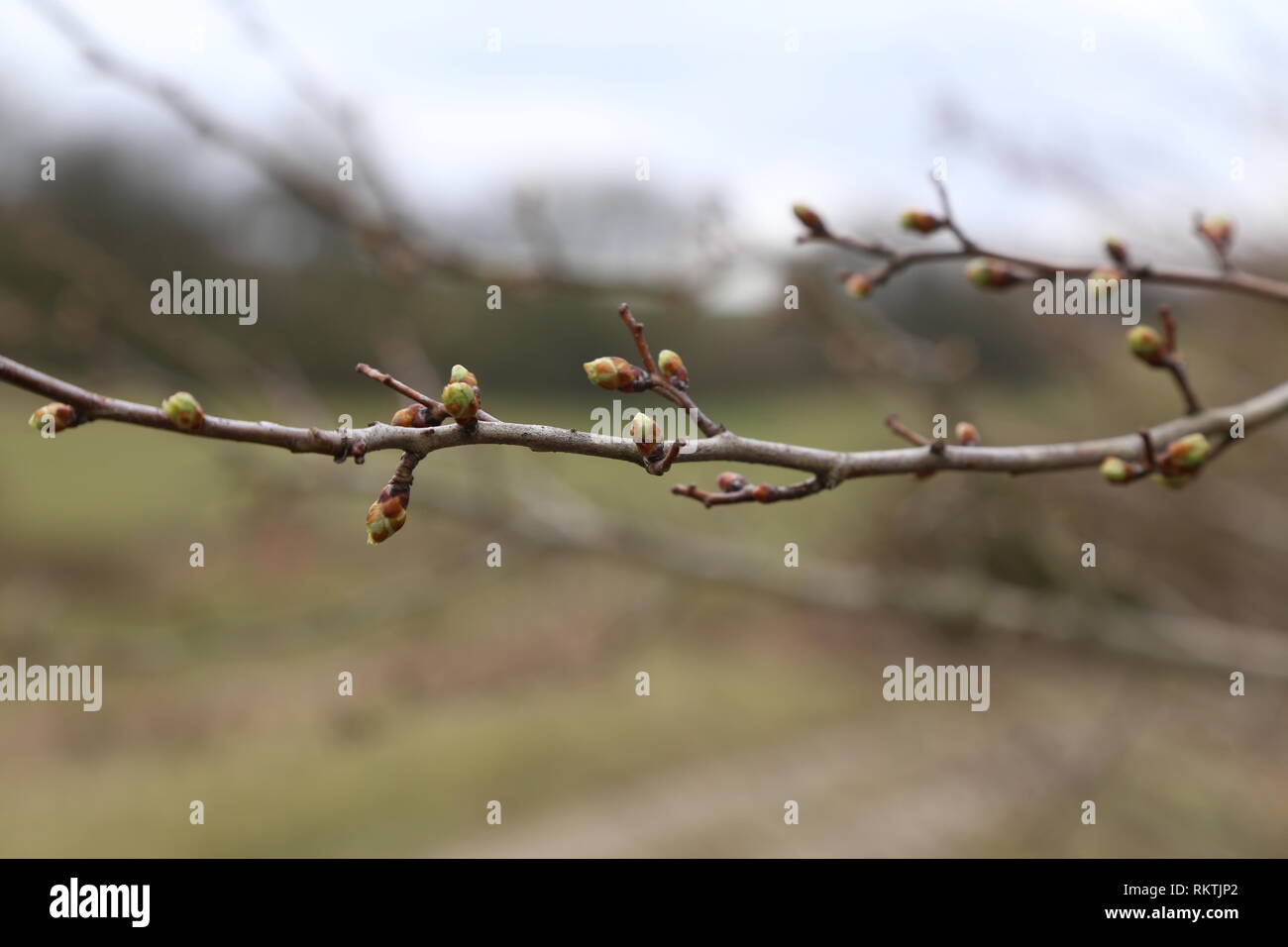 Cherry branch swollen buds hi-res stock photography and images - Alamy