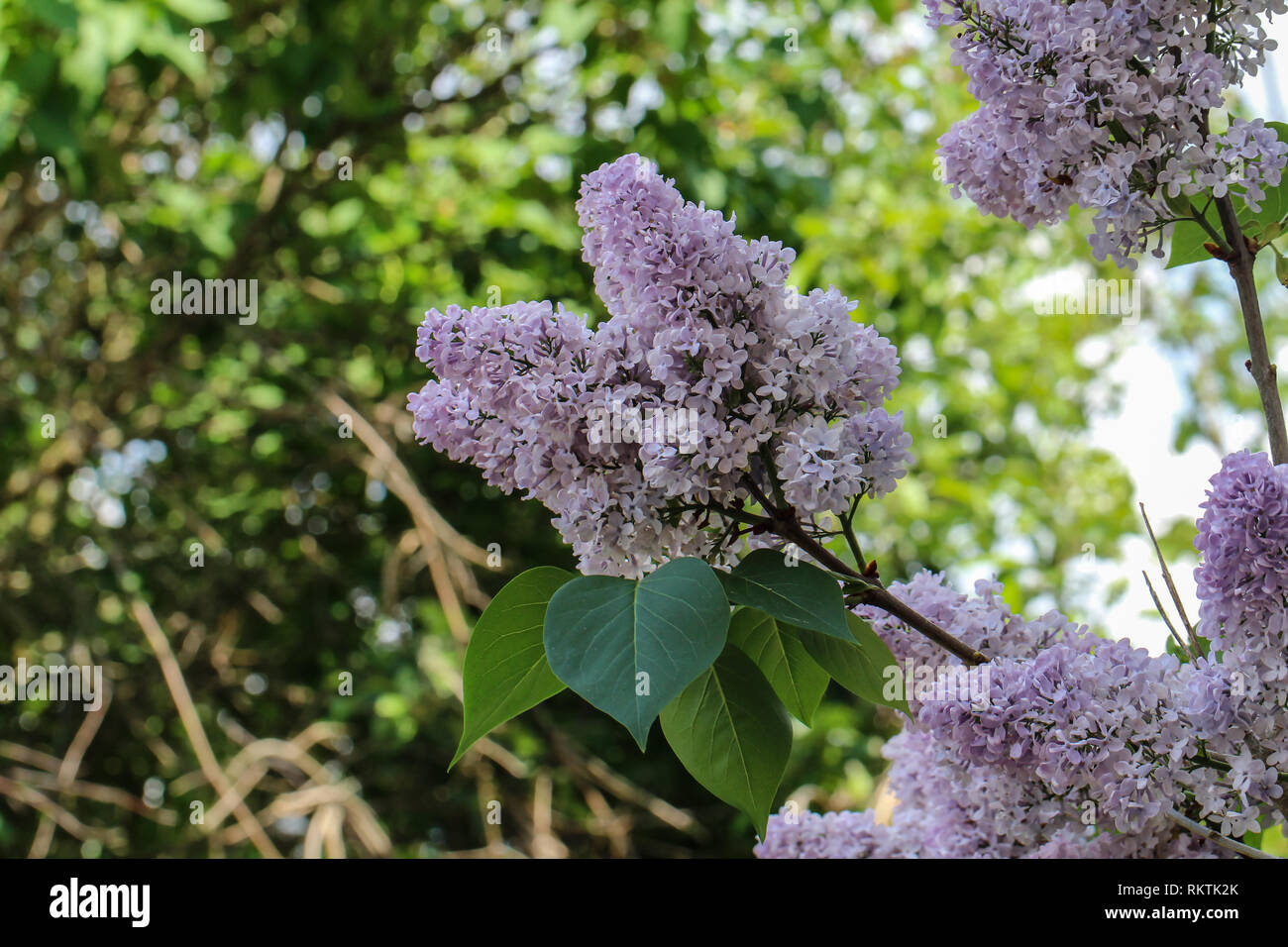 Spring. Blooming lilacs in the town park Stock Photo - Alamy