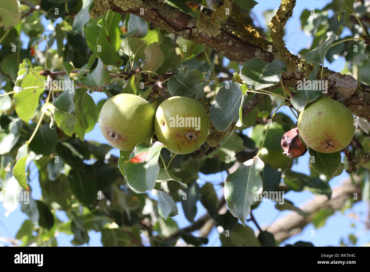 Growing ripe pears espalier tree hi-res stock photography and images ...
