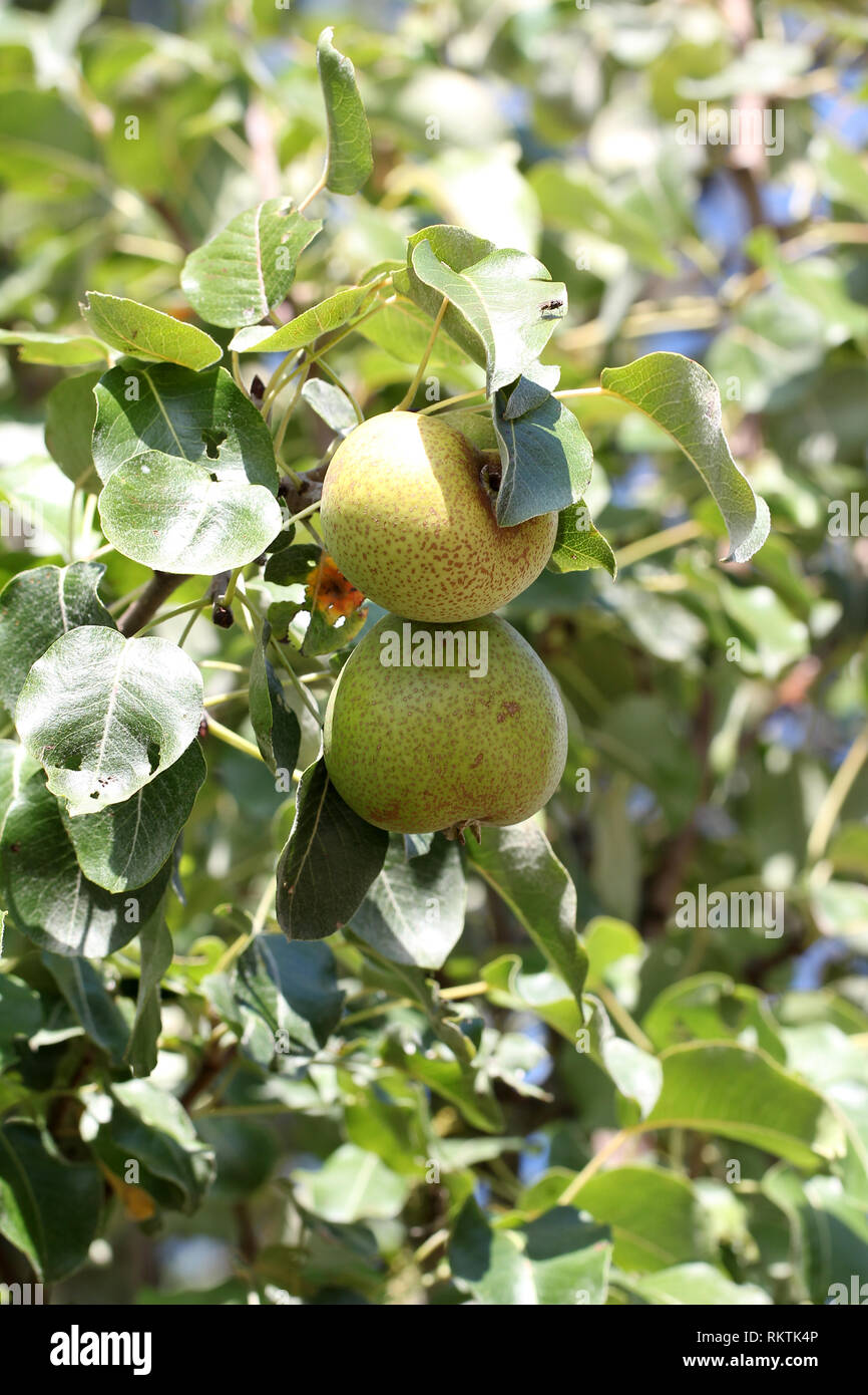 Pears ripen on the tree Stock Photo - Alamy