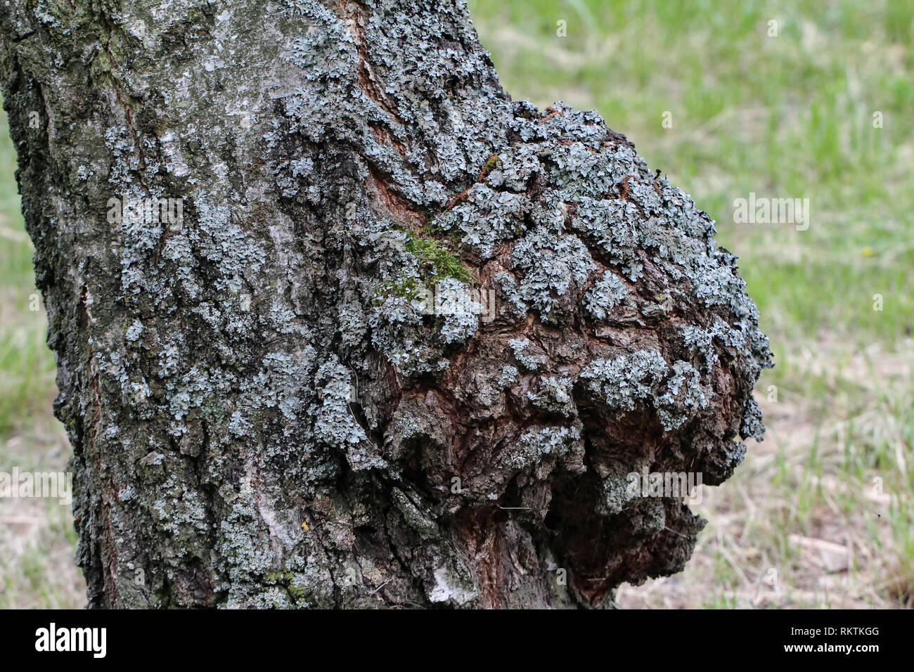 Lichen / Lichen growing on the tree Stock Photo - Alamy