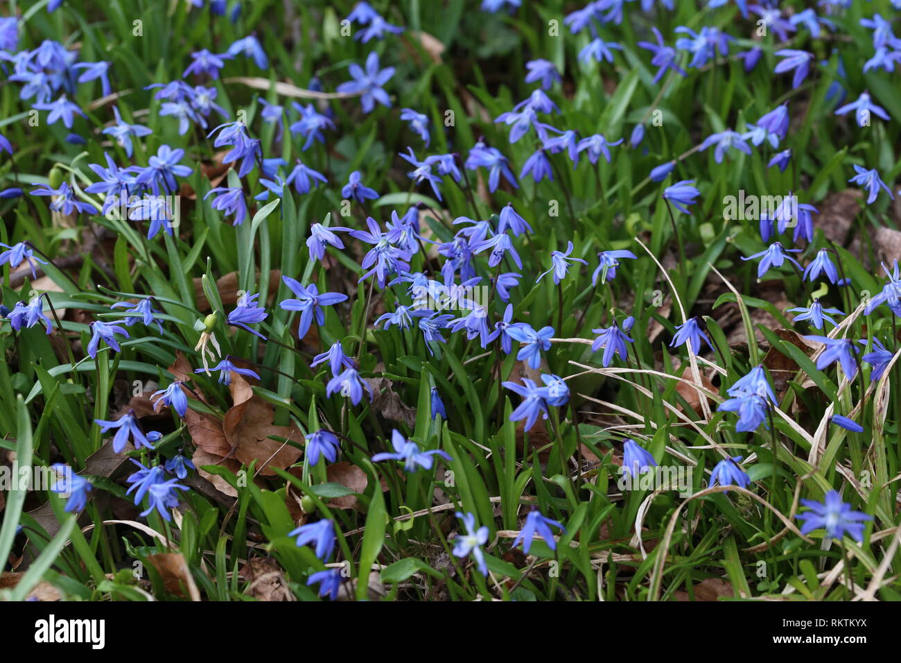 beautiful forest flowers Stock Photo - Alamy