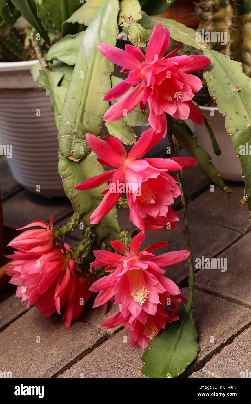 Beautiful cactus flowers Stock Photo - Alamy