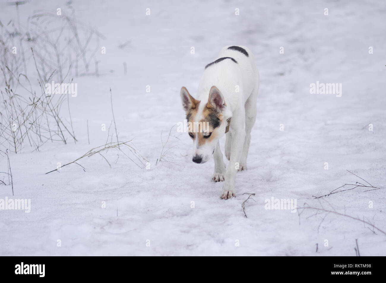 White husky cross hi-res stock photography and images - Alamy