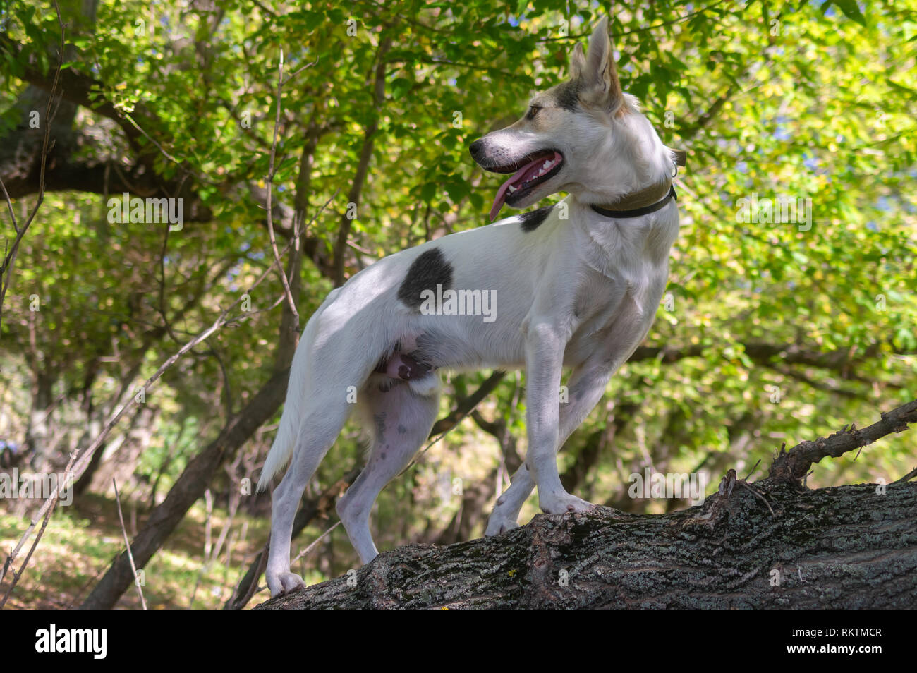 Cross-breed of hunting and northern white dog walking on a tree branch ...