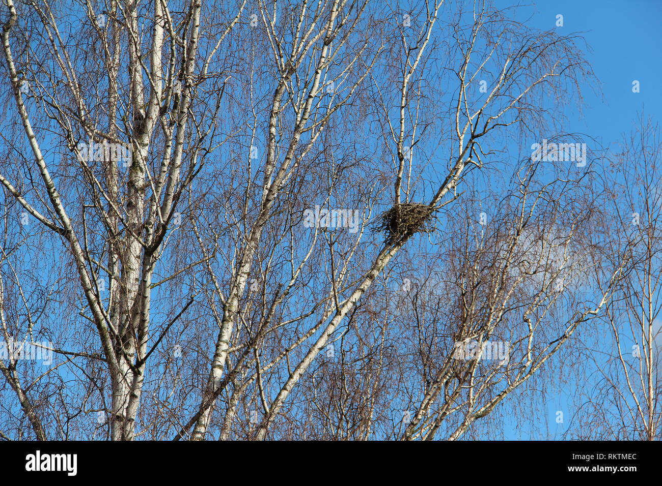 Birke architecture hi-res stock photography and images - Alamy