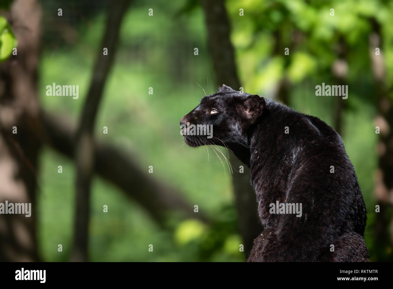 Black panther puma head animal hi-res stock photography and images - Alamy