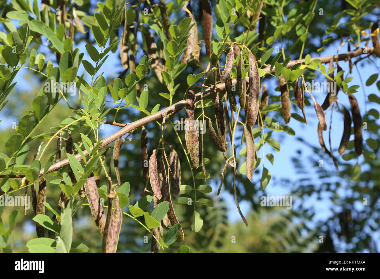 Fruits on the branches of acacia Stock Photo - Alamy