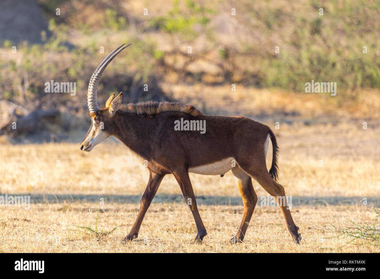 close side view potrait natural sable antelope (hippotragus niger) in ...