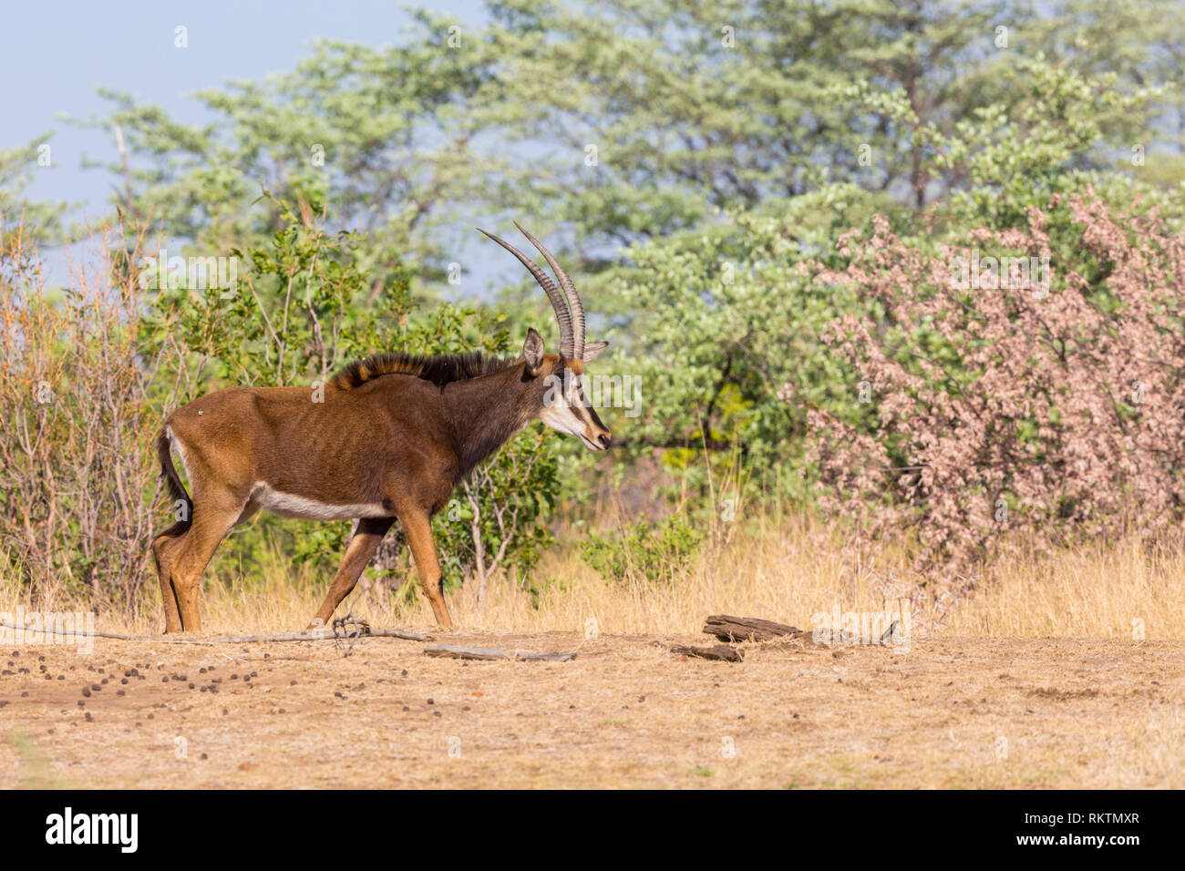 Savanna antelope hi-res stock photography and images - Alamy