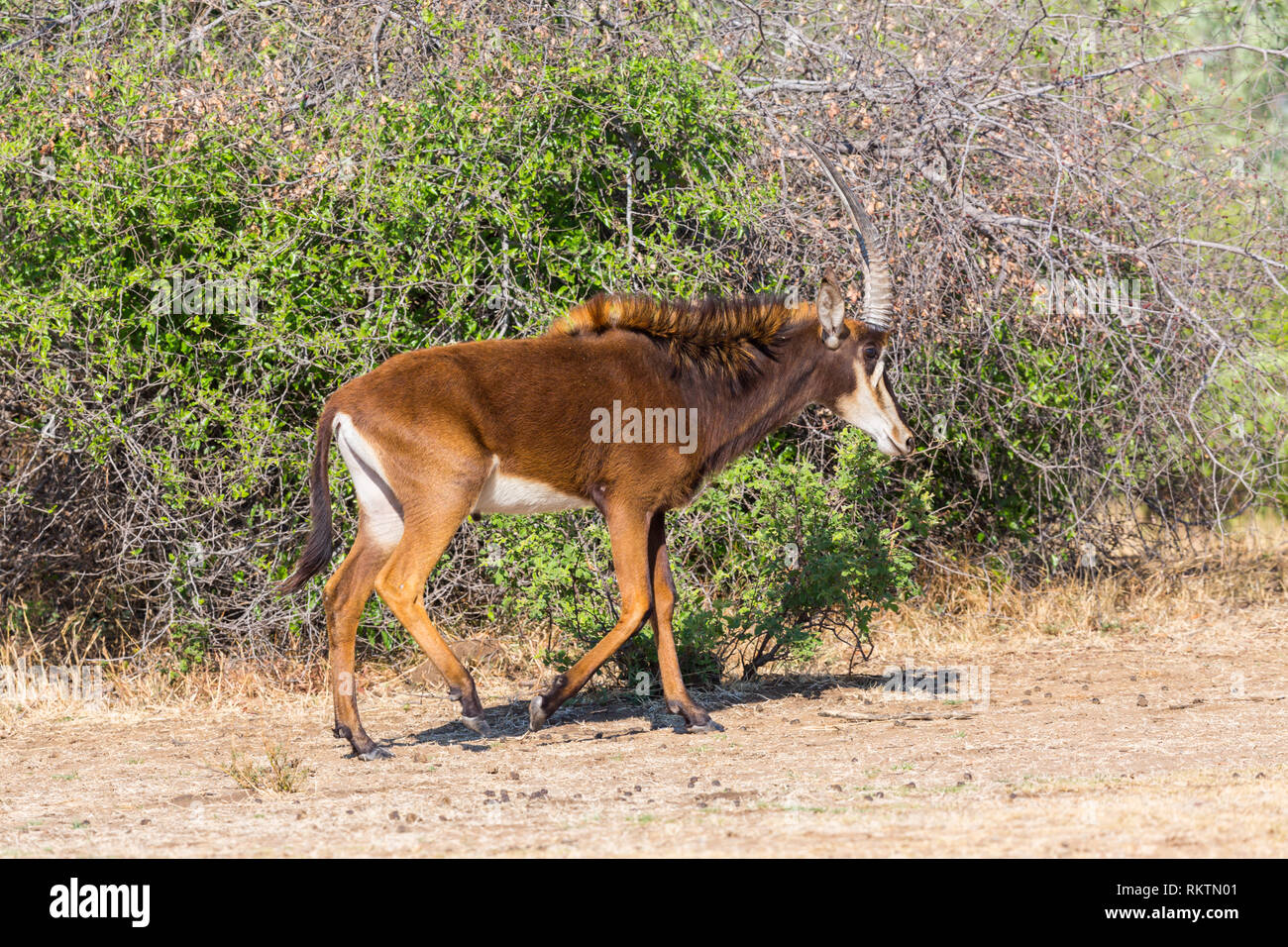 Savanna antelope hi-res stock photography and images - Alamy