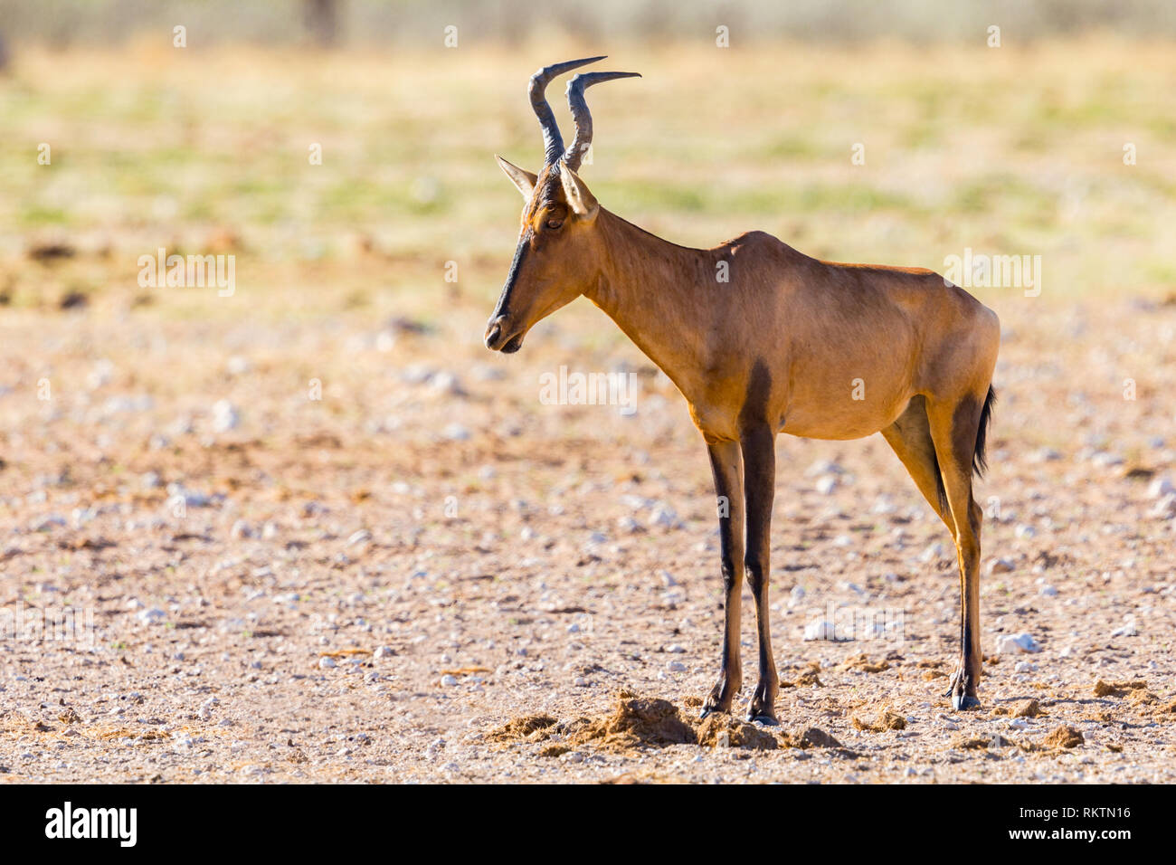 side view natural red hartebeest (alcelaphus buselaphus caama) standing ...