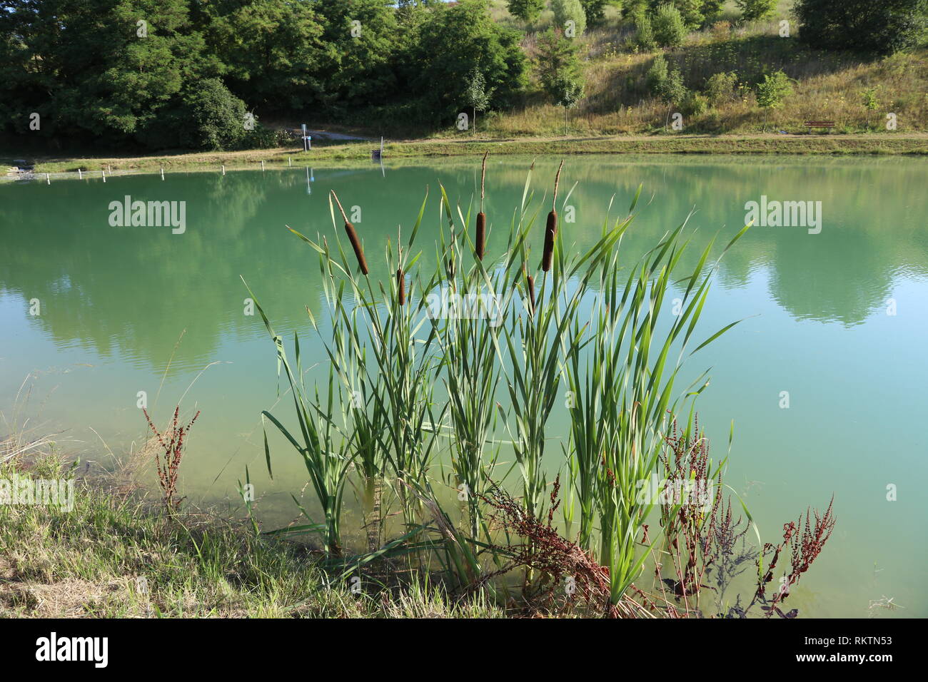 Reeds grow on the lake Stock Photo - Alamy