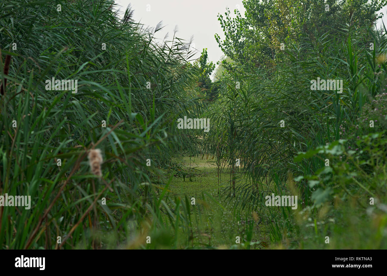 Swamp weed hi-res stock photography and images - Alamy