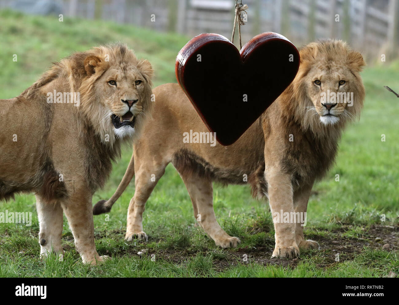Blood brothers tree hi-res stock photography and images - Alamy
