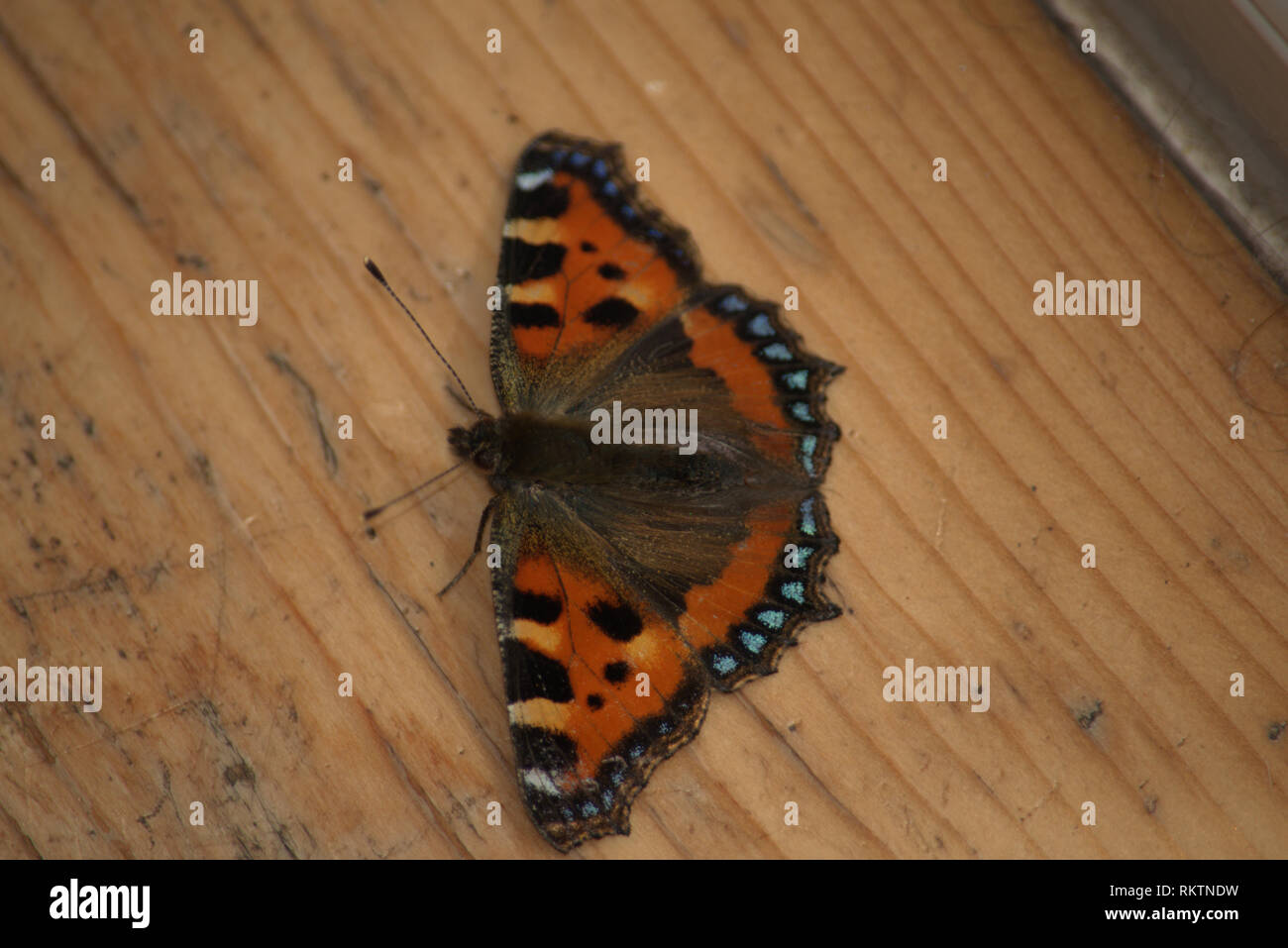 Settled small tortoiseshell hi-res stock photography and images - Alamy
