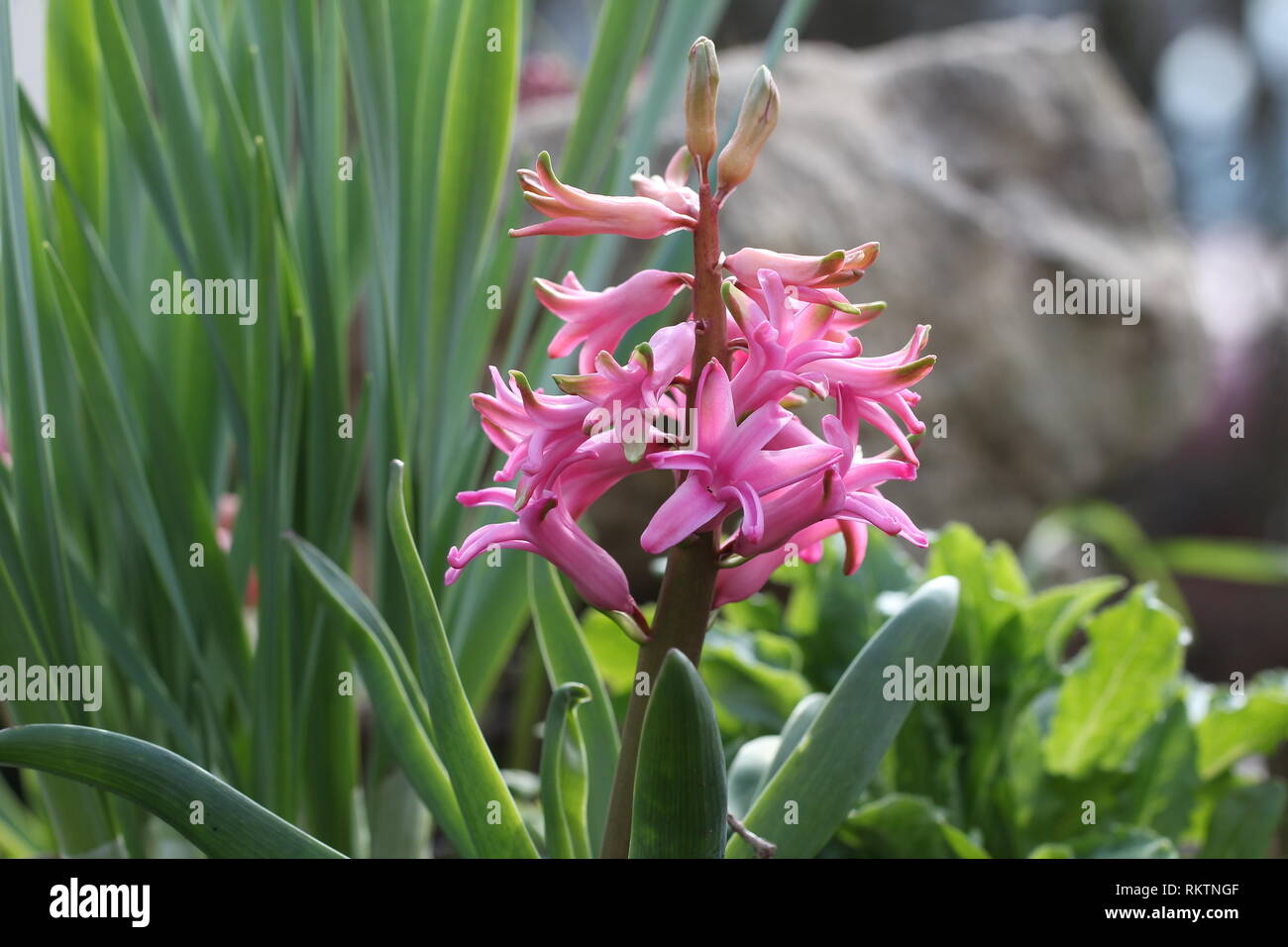 Hyacinths / Hyacinths - beautiful spring flowers Stock Photo - Alamy